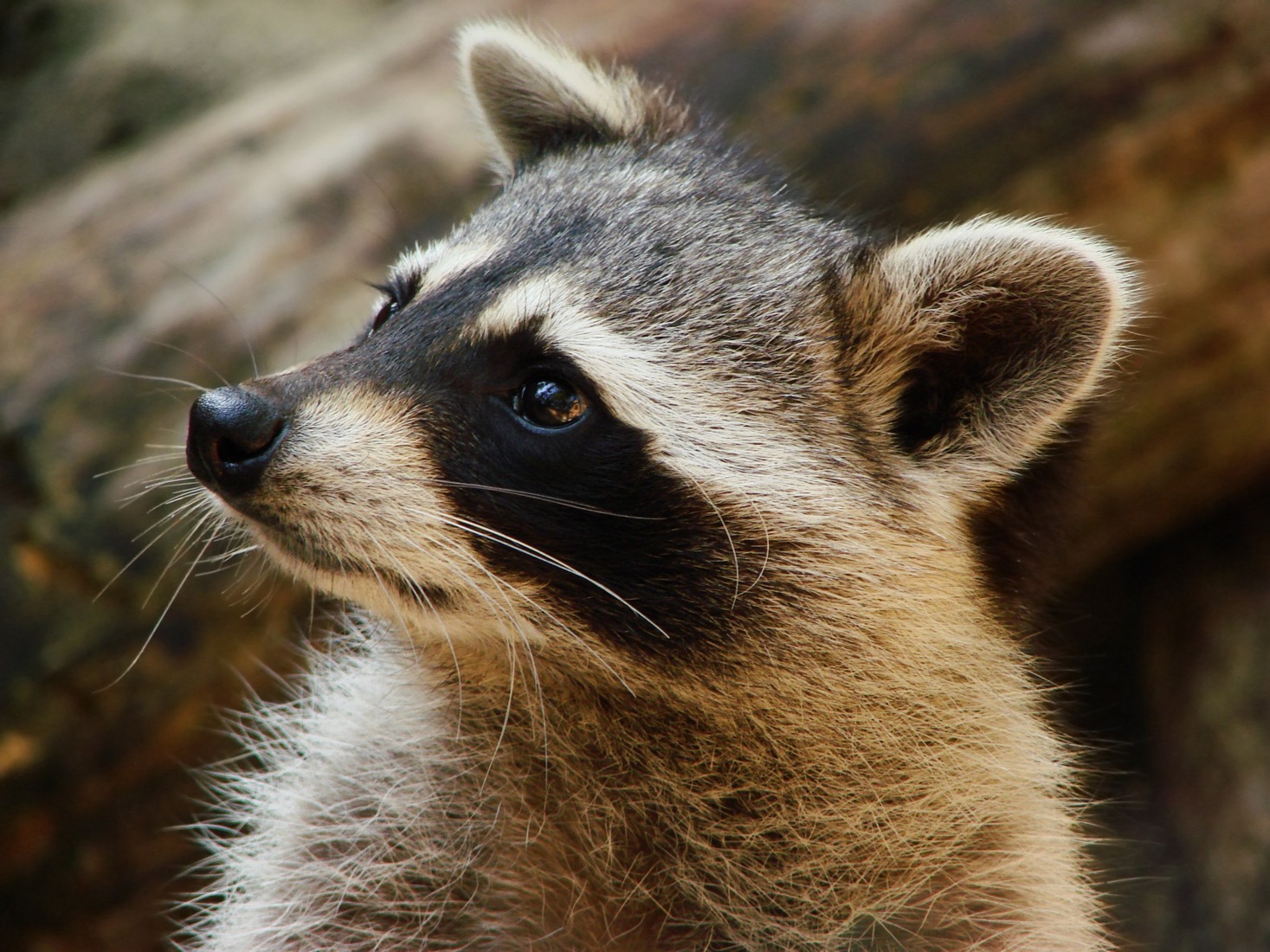 Canoeing in Hocking Hills - Hocking River, Lake Logan, Lake Hope ...